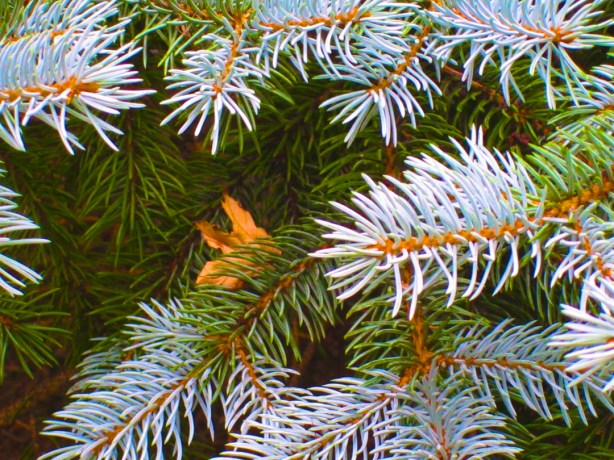 500 Works of Art on the Road to Your Creativity #331 – Into The Spruce ...