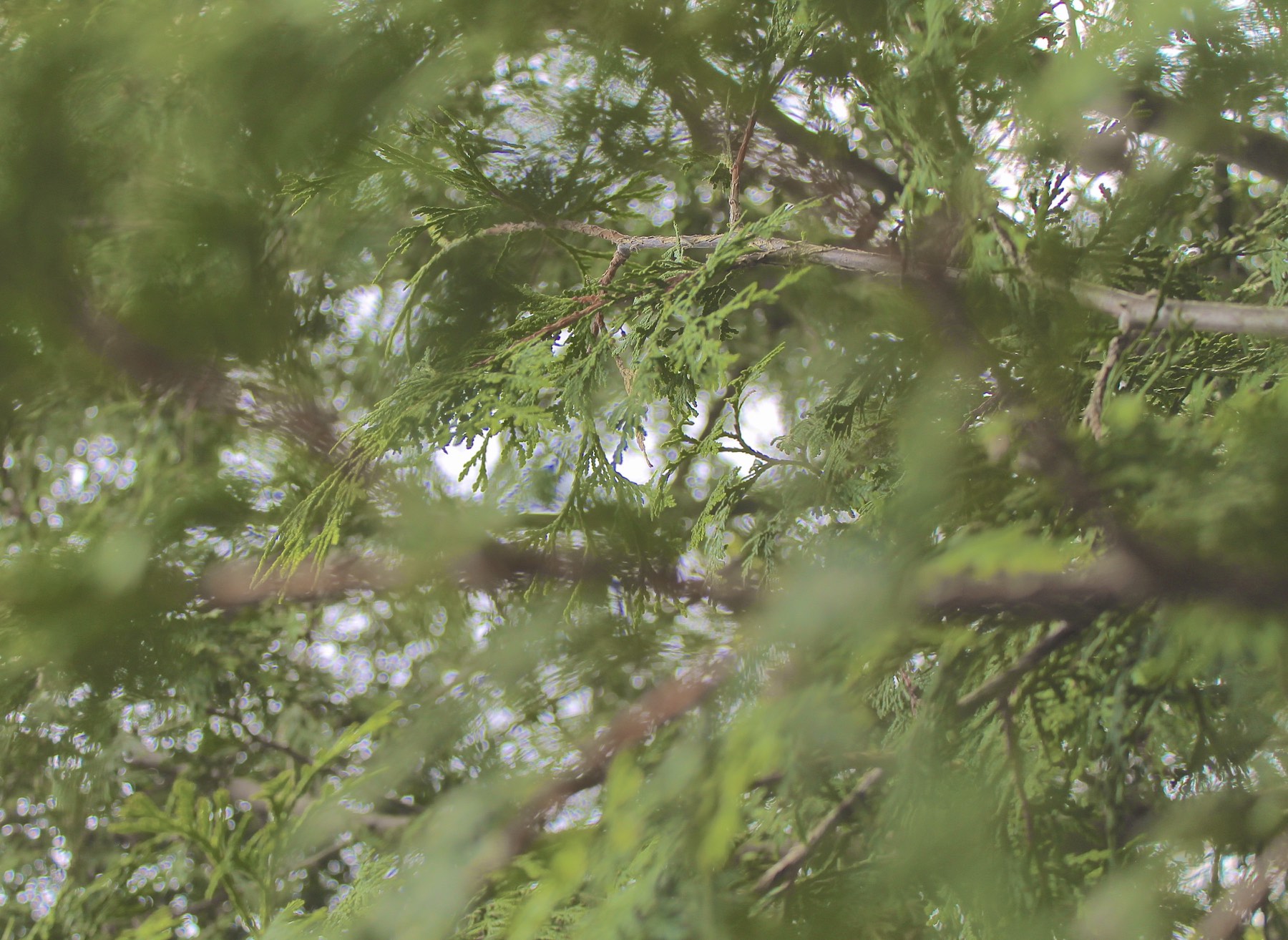 500 Works of Art on the Road to Your Creativity #333 – The Scent Of ...