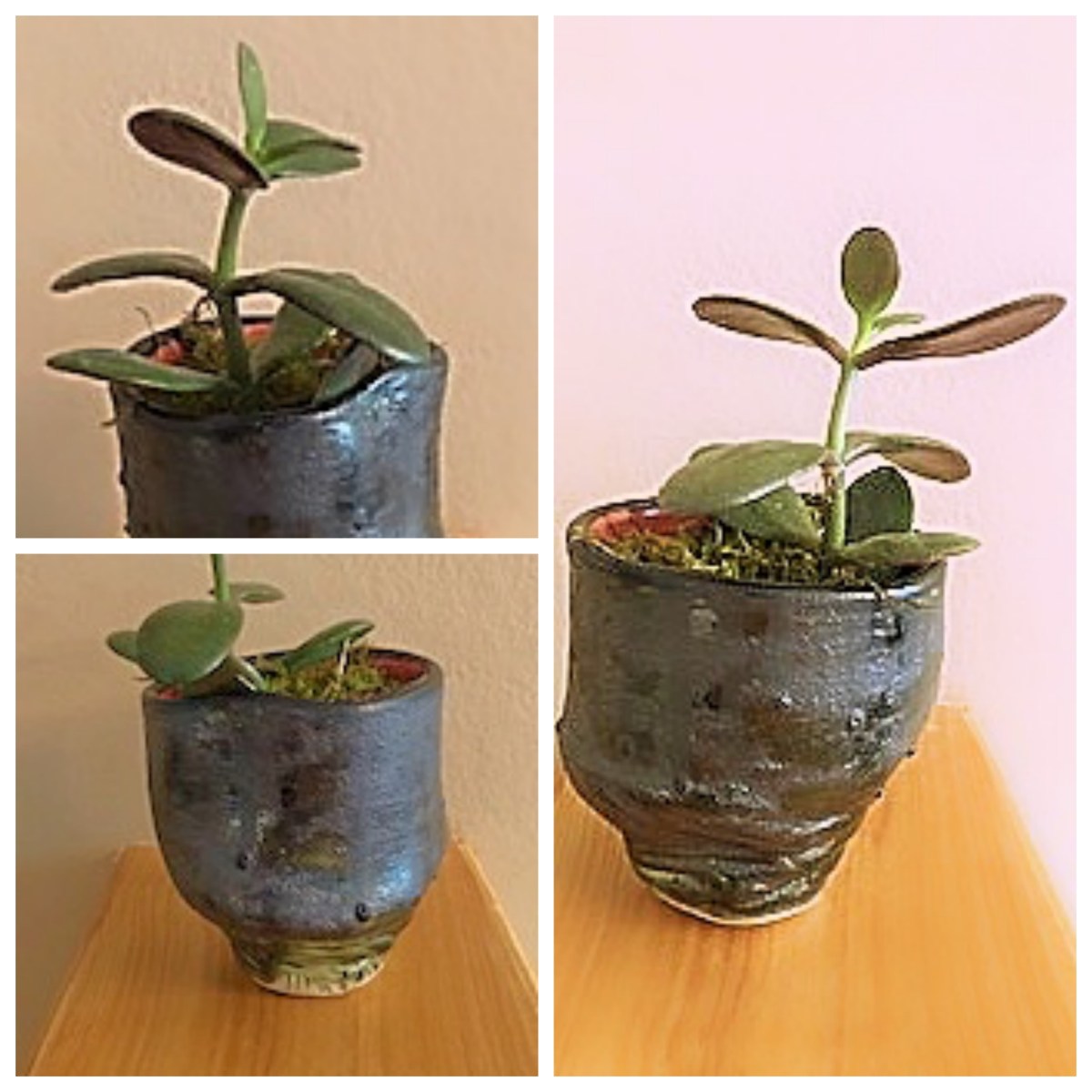 Transformations With Life #2: The Potted Pixie – The New Renaissance ...