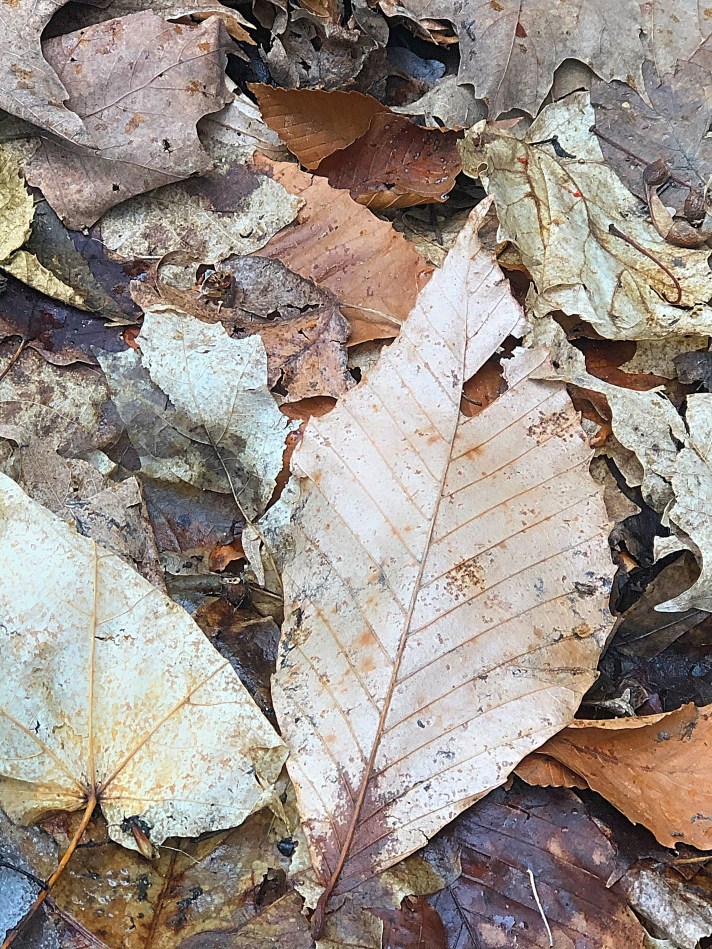 The Rot of Life – The New Renaissance Mindset