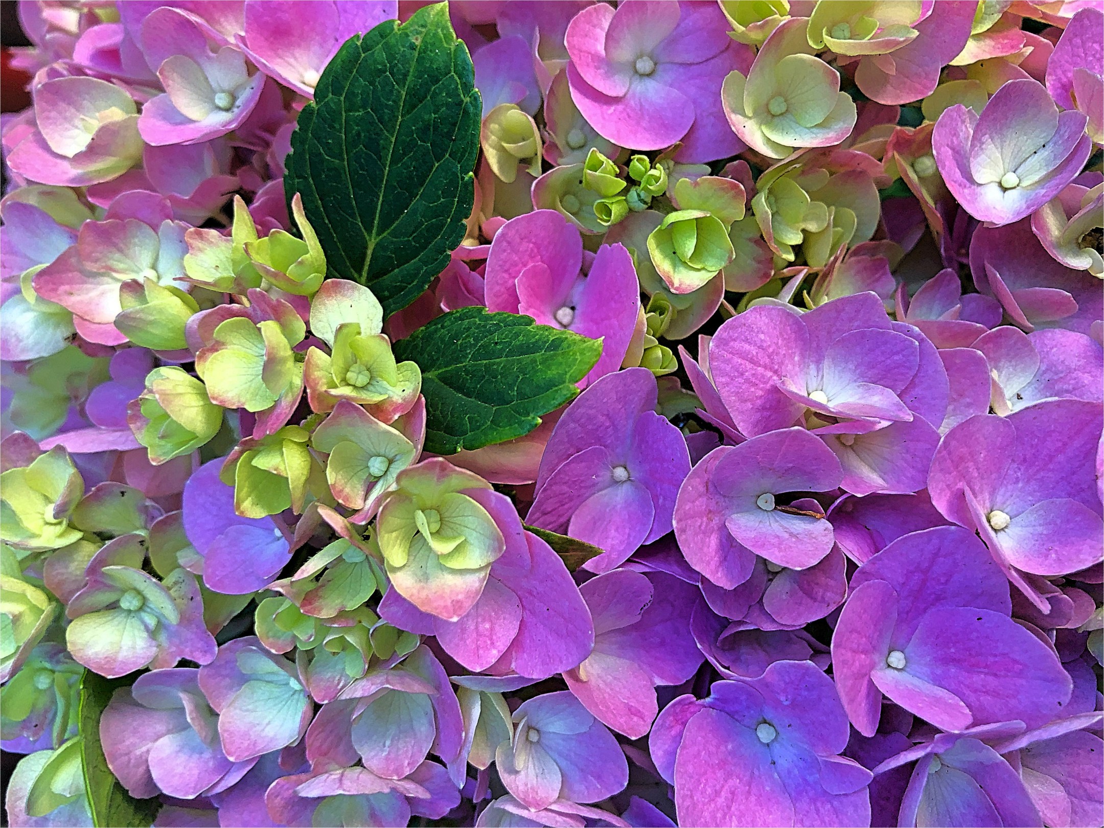 A Beautiful Diversity of Colours – The New Renaissance Mindset