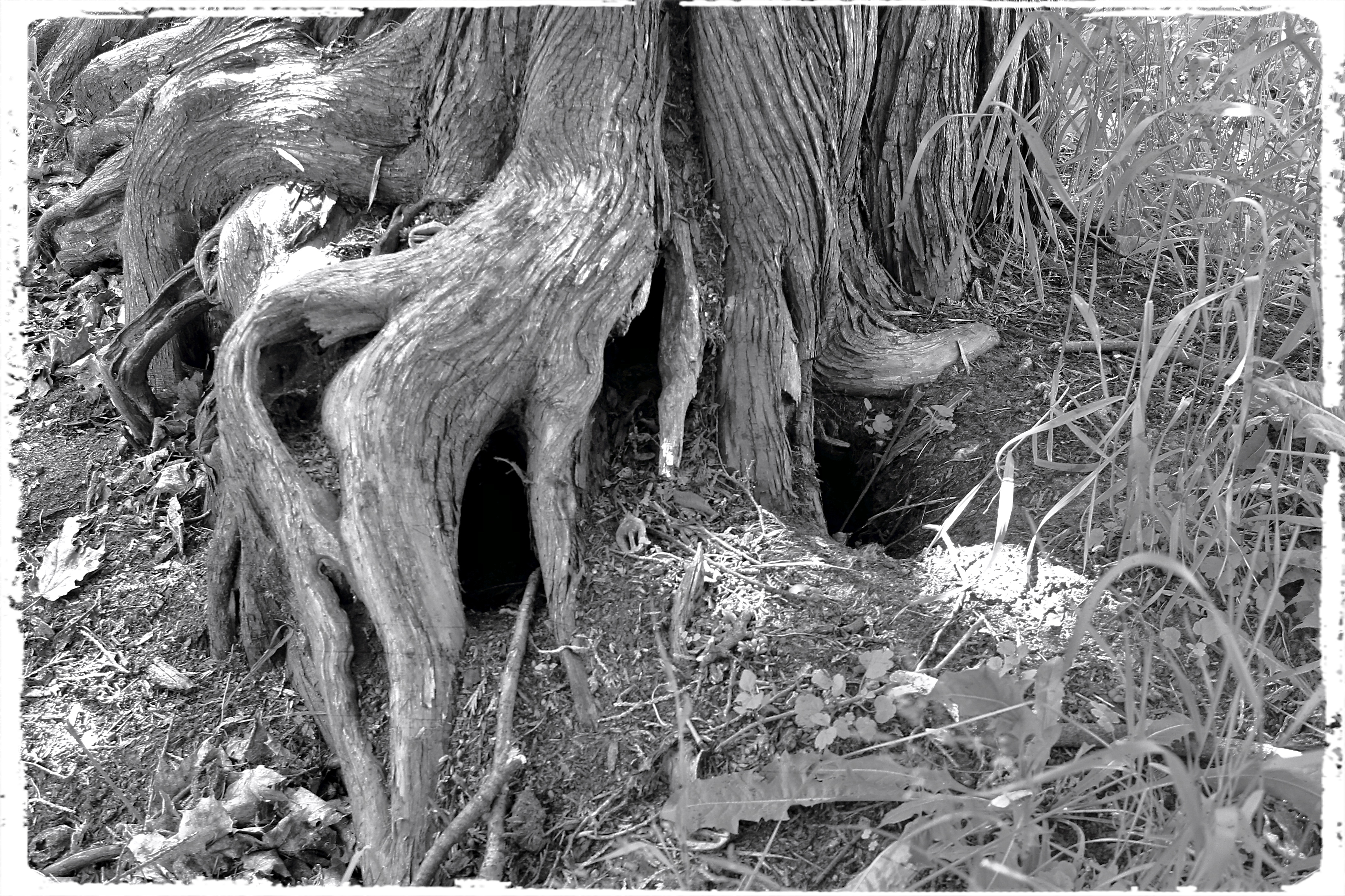 Deep Roots – Monochromes in a Colourful Mind – The New Renaissance Mindset